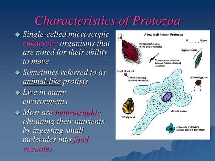 Protozoa Definition Classification Characteristics St - vrogue.co Protozoa Definition Classification Characteristics St - vrogue.co