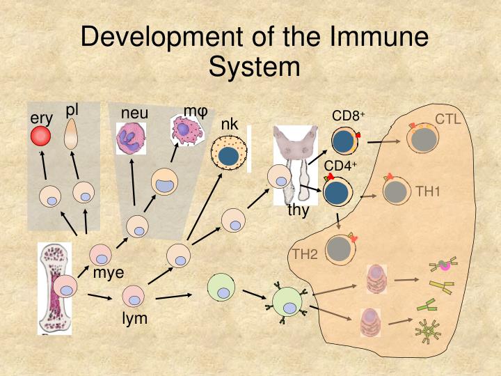 PPT - Overview of the Immune System PowerPoint Presentation - ID:5693753 PPT - Overview of the Immune System PowerPoint Presentation - ID:5693753