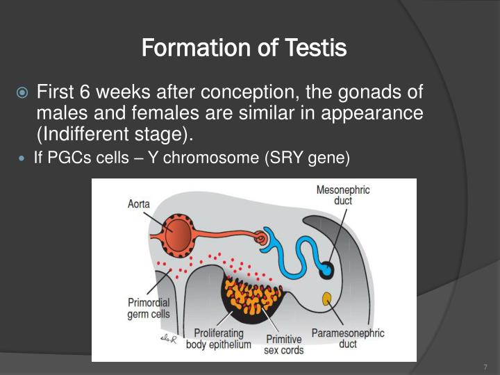 Ppt Spermatogenesis Powerpoint Presentation Id 5715068
