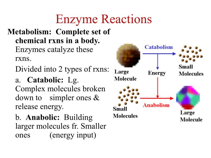 PPT - Enzymes: Biological Catalysts PowerPoint Presentation - ID:5736986 PPT - Enzymes: Biological Catalysts PowerPoint Presentation - ID:5736986