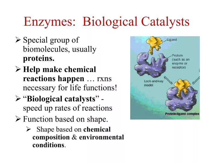 PPT - Enzymes: Biological Catalysts PowerPoint Presentation - ID:5736986 PPT - Enzymes: Biological Catalysts PowerPoint Presentation - ID:5736986