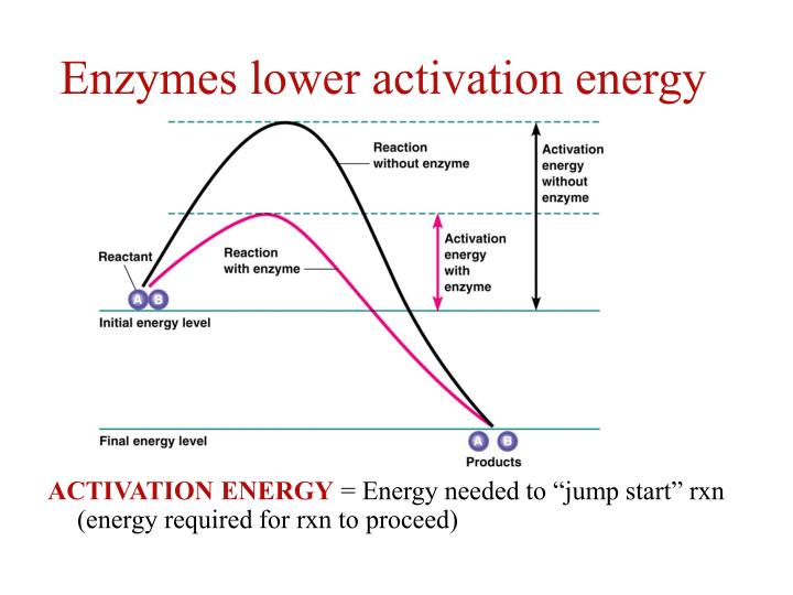 PPT - Enzymes: Biological Catalysts PowerPoint Presentation - ID:5736986 PPT - Enzymes: Biological Catalysts PowerPoint Presentation - ID:5736986