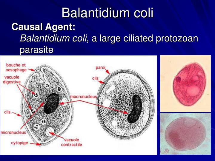 Ppt Mastigophora Powerpoint Presentation Id5837077