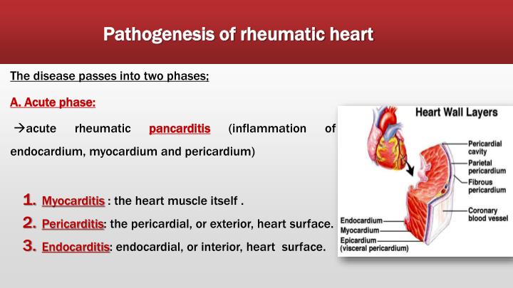 PPT - CARDIOVASCULAR SYSTEM Rheumatic heart disease and valvular ... PPT - CARDIOVASCULAR SYSTEM Rheumatic heart disease and valvular ...