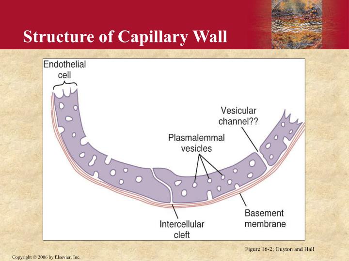 Ppt The Microcirculation Powerpoint Presentation Id 6668111