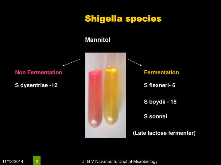 Ppt Shigella Powerpoint Presentation Id6759511