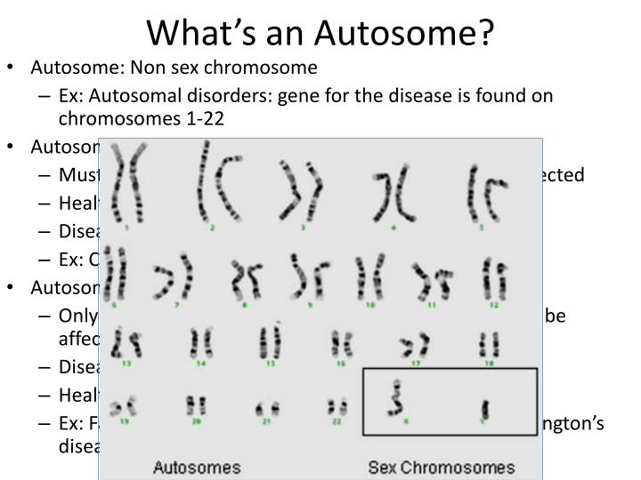 Autosome Definition And Function Of Autosomes Biology Sexiezpix Web Porn