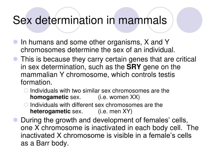 Ppt Sex Linkage And Pedigrees Powerpoint Presentation Id 6783856