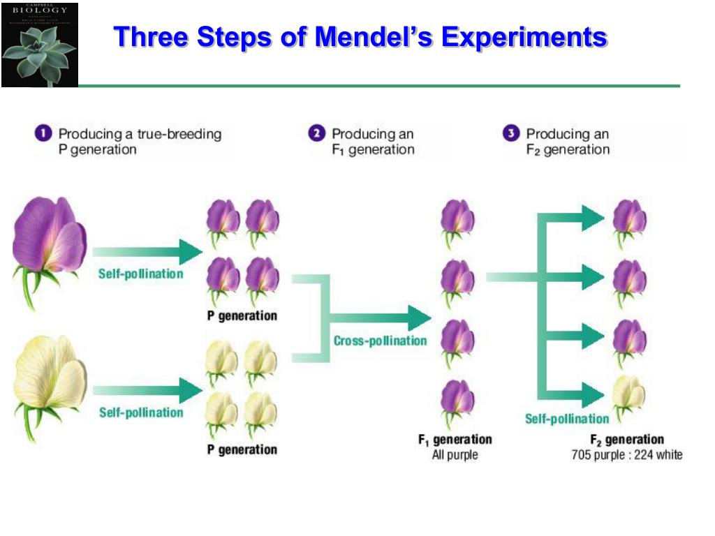 Ppt Section A Gregor Mendels Discoveries Powerpoint Presentation 8768