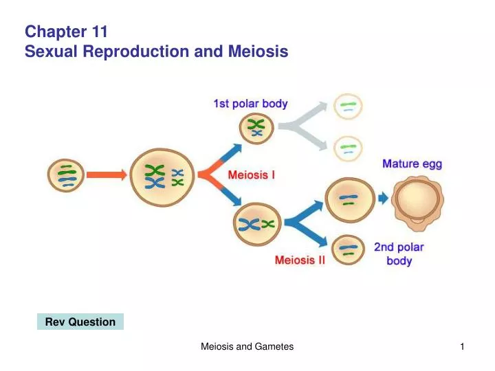 Ppt Chapter 11 Sexual Reproduction And Meiosis Powerpoint