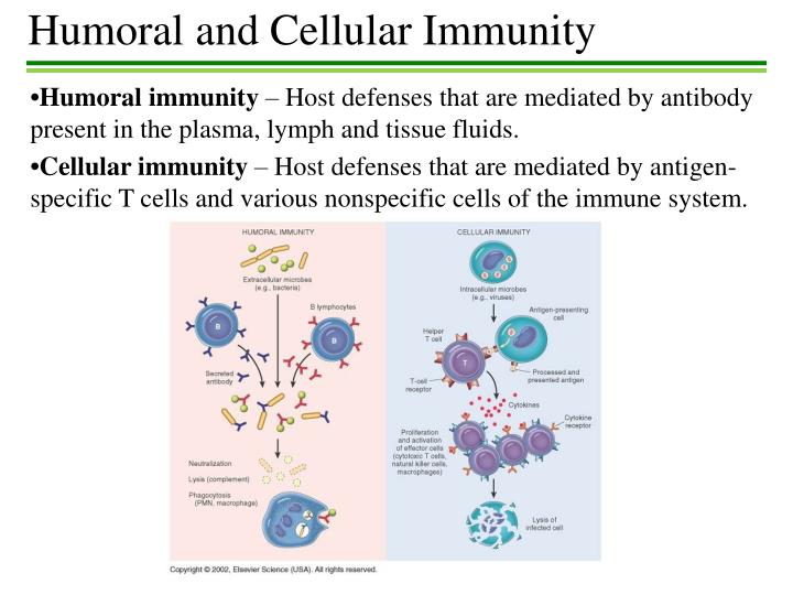 Ppt Antibody Structure Powerpoint Presentation Id 7022709