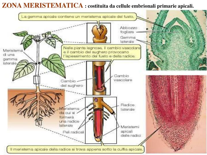 PPT - ANATOMIA DELLE PIANTE: LE FORME ESTERNE PowerPoint Presentation ...