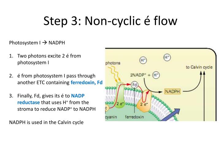 PPT - LIGHT & DARK REACTIONS PowerPoint Presentation - ID:5374368