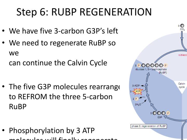 PPT - LIGHT & DARK REACTIONS PowerPoint Presentation - ID:5374368