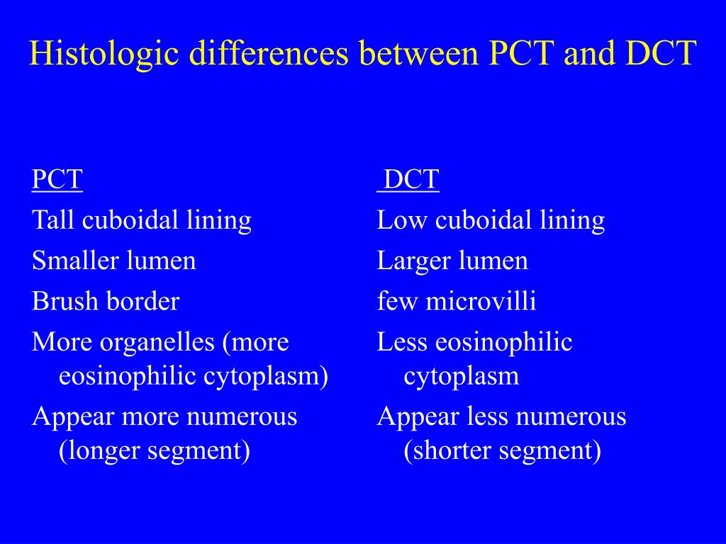 PPT - Urinary system: Histology of renal tubule, juxtaglomerular ...