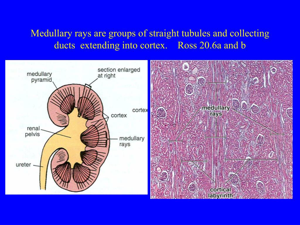 PPT - Urinary system: Histology of renal tubule, juxtaglomerular ...
