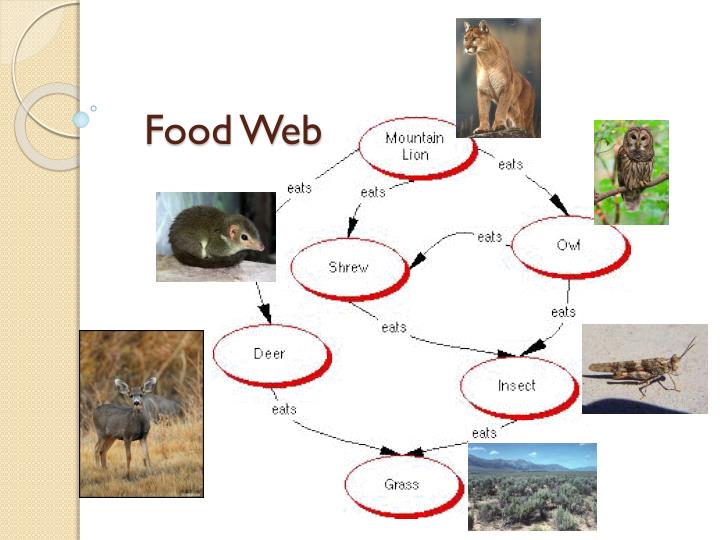Amphibian Food at Edwin Hershman blog