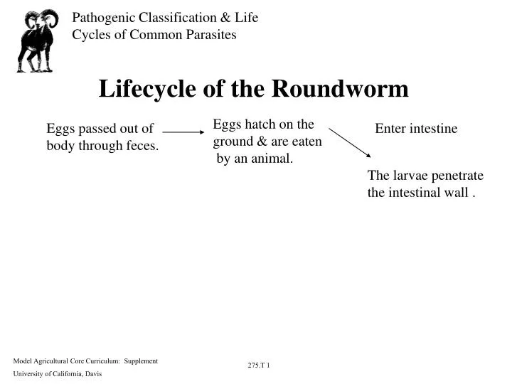 PPT - Lifecycle of the Roundworm PowerPoint Presentation, free download ...