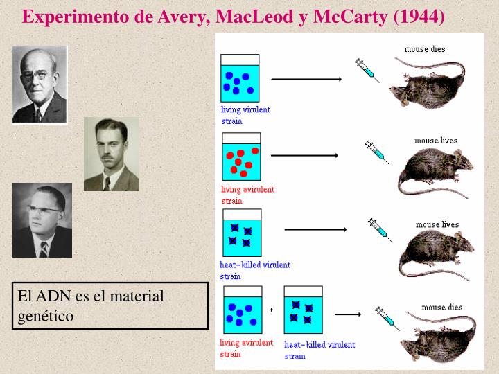 PPT - Material genético PowerPoint Presentation - ID:5376759