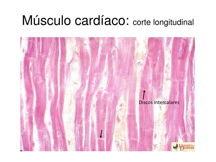 PPT - Tejido muscular PowerPoint Presentation - ID:5376884