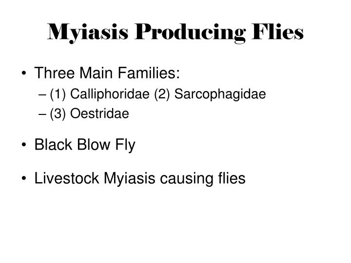 PPT - Flies and Myiasis PowerPoint Presentation - ID:5377161