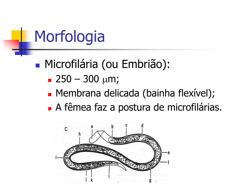 PPT - Parasitologia Clínica – Filariose Linfática PowerPoint ...