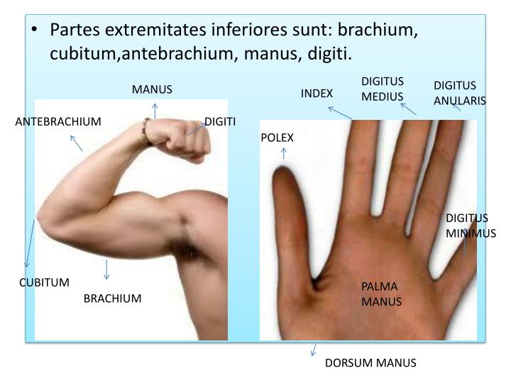 PPT - ANATOMIJA LJUDSKOG TIJELA (povijesni pregled, termini i pojmovi ...