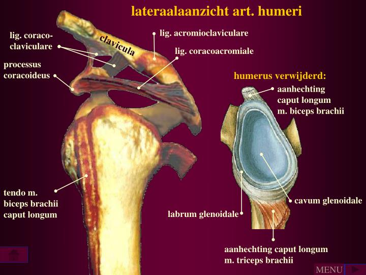 PPT - DE SCHOUDER PowerPoint Presentation - ID:5378806