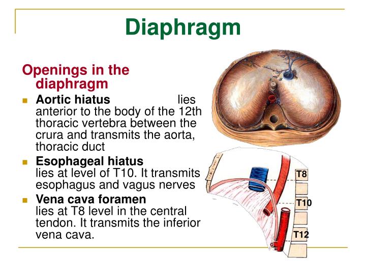PPT - Myology PowerPoint Presentation - ID:5380108