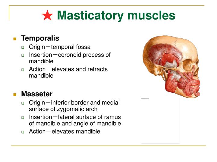 PPT - Myology PowerPoint Presentation - ID:5380108