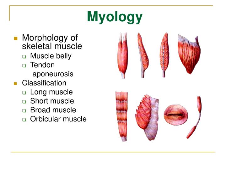 PPT - Myology PowerPoint Presentation - ID:5380108