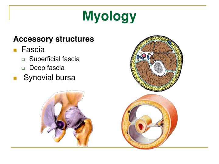 PPT - Myology PowerPoint Presentation - ID:5380108