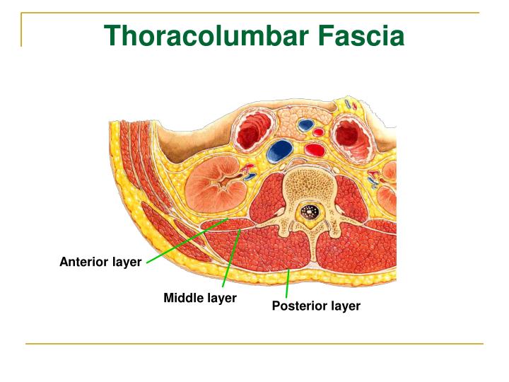 PPT - Myology PowerPoint Presentation - ID:5380108