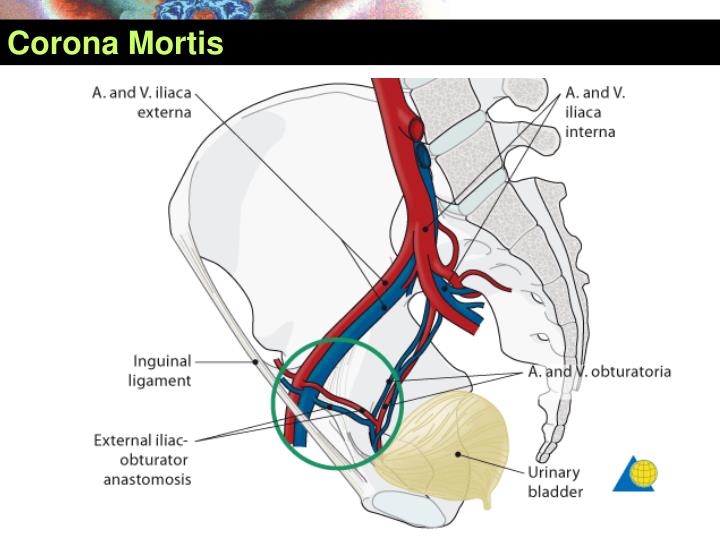 PPT - Linea Terminalis PowerPoint Presentation - ID:5380987