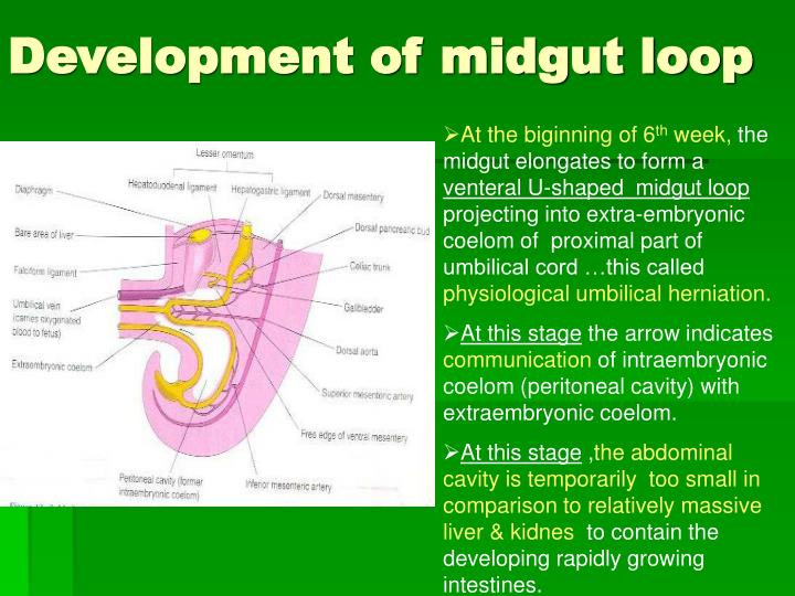 PPT - Development of Midgut loop: PowerPoint Presentation - ID:5381075
