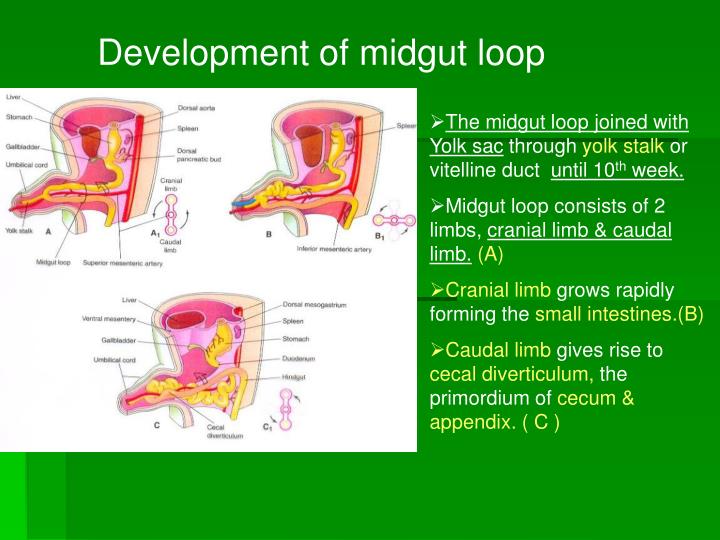 PPT - Development of Midgut loop: PowerPoint Presentation - ID:5381075