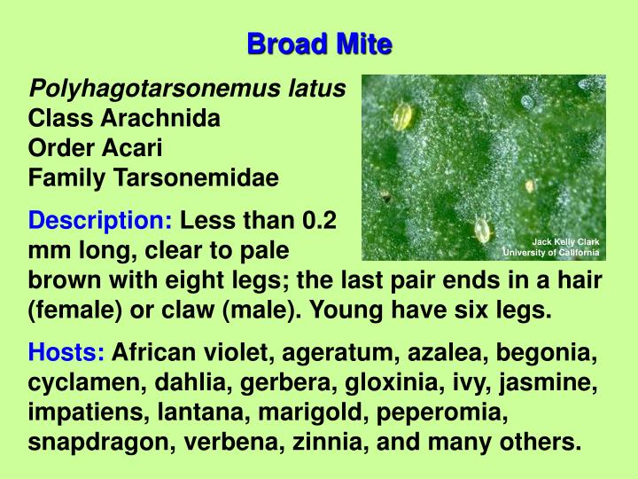 PPT - Greenhouse Pests PowerPoint Presentation - ID:5381301
