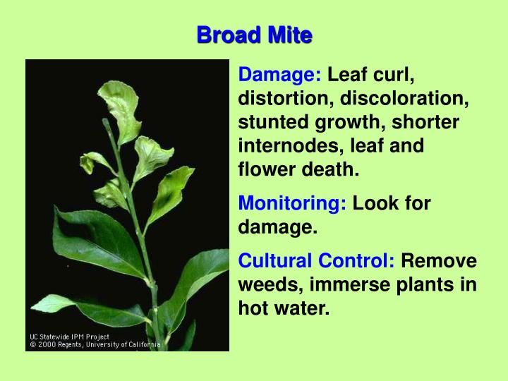 PPT - Greenhouse Pests PowerPoint Presentation - ID:5381301