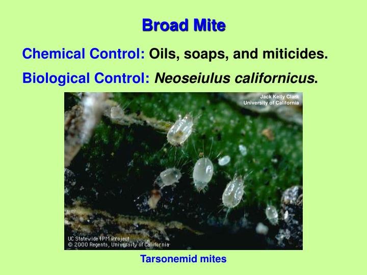 PPT - Greenhouse Pests PowerPoint Presentation - ID:5381301