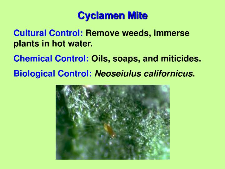 PPT - Greenhouse Pests PowerPoint Presentation - ID:5381301
