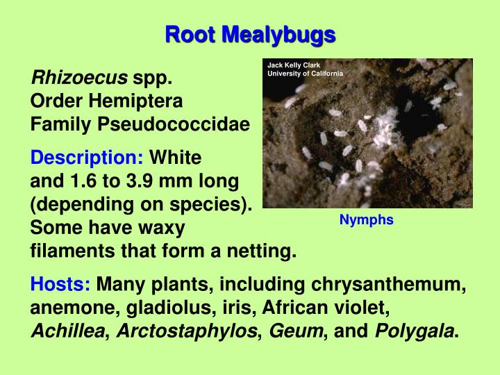 PPT - Greenhouse Pests PowerPoint Presentation - ID:5381301