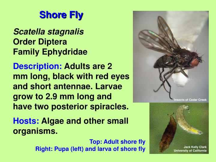 PPT - Greenhouse Pests PowerPoint Presentation - ID:5381301