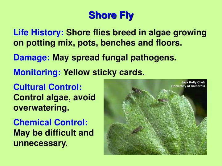 PPT - Greenhouse Pests PowerPoint Presentation - ID:5381301