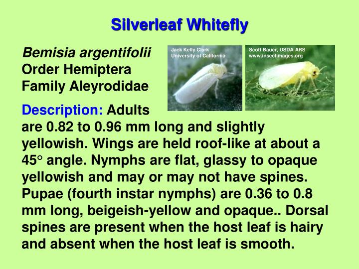 PPT - Greenhouse Pests PowerPoint Presentation - ID:5381301