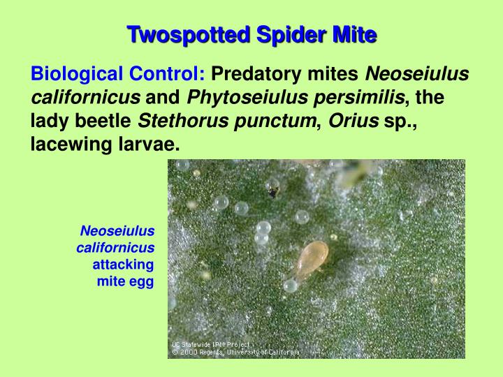 PPT - Greenhouse Pests PowerPoint Presentation - ID:5381301