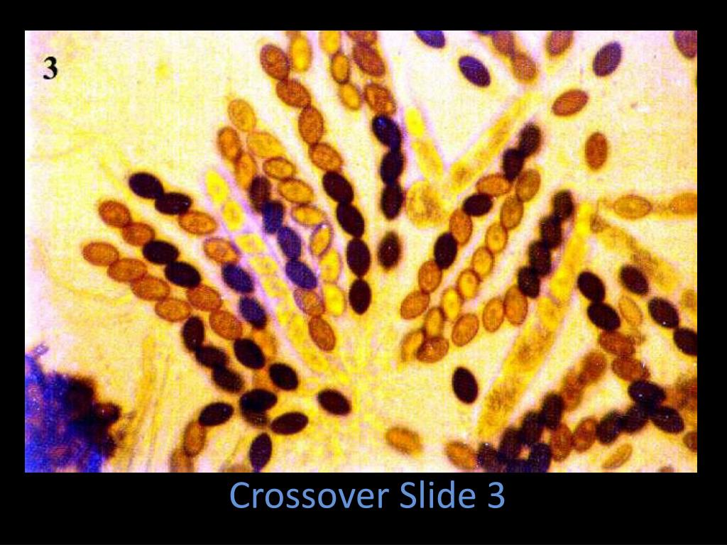 PPT - Investigation 7 CELL DIVISION: MITOSIS AND MEIOSIS PowerPoint ...