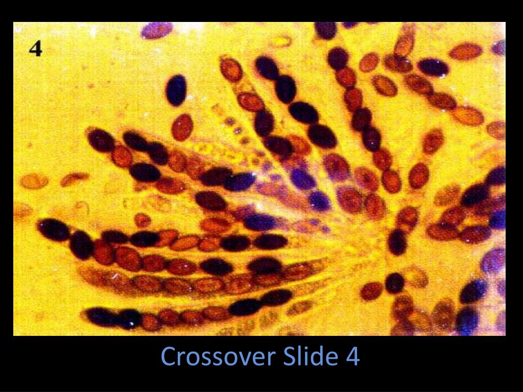 PPT - Investigation 7 CELL DIVISION: MITOSIS AND MEIOSIS PowerPoint ...