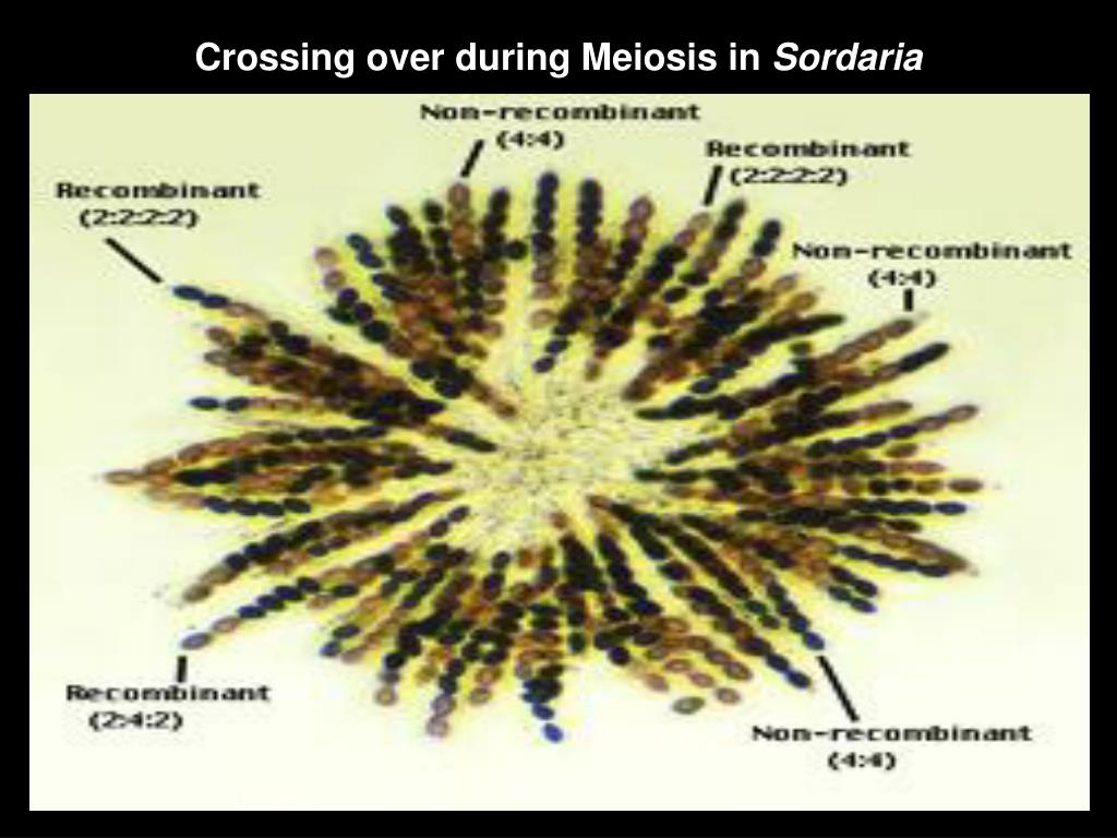PPT - Investigation 7 CELL DIVISION: MITOSIS AND MEIOSIS PowerPoint ...