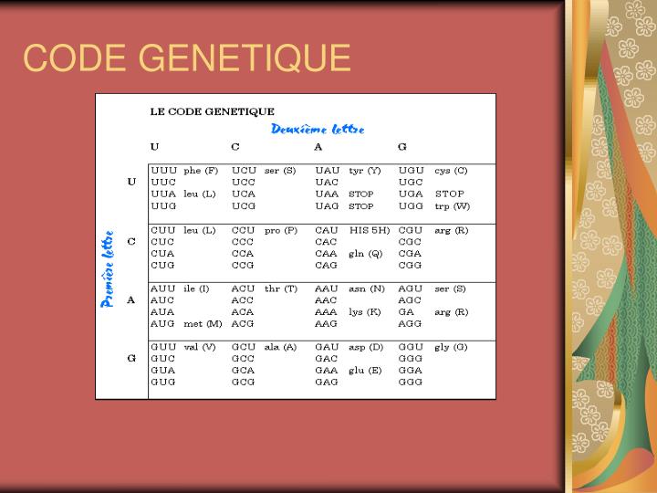 PPT - GENIE GENETIQUE PowerPoint Presentation - ID:5382357