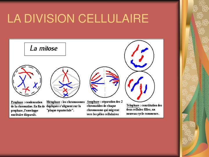 PPT - GENIE GENETIQUE PowerPoint Presentation - ID:5382357